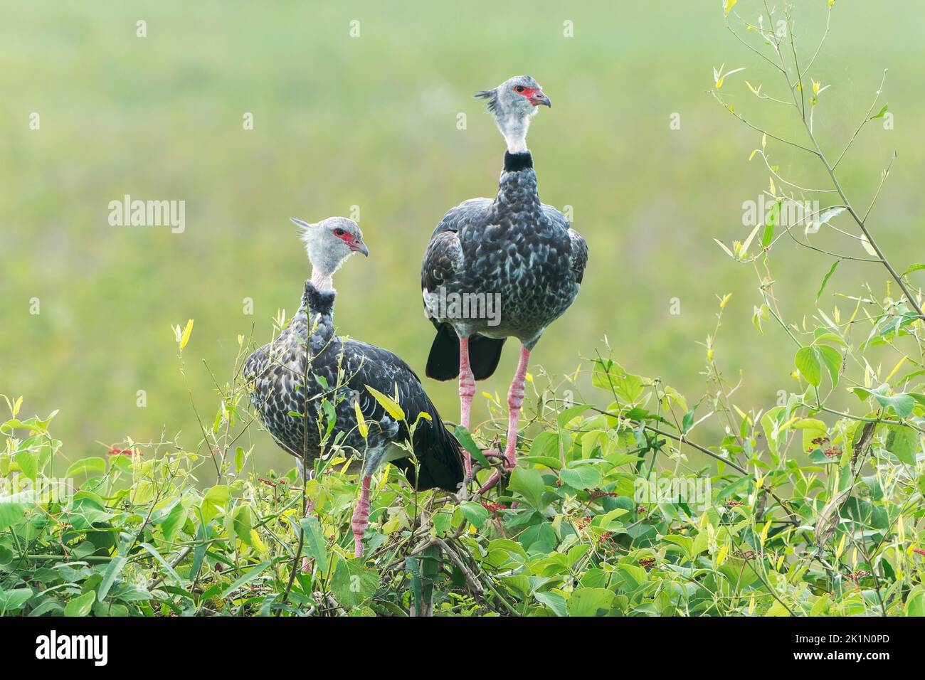 southern screamer or crested screamer, Chauna torquata, pair of birds ...