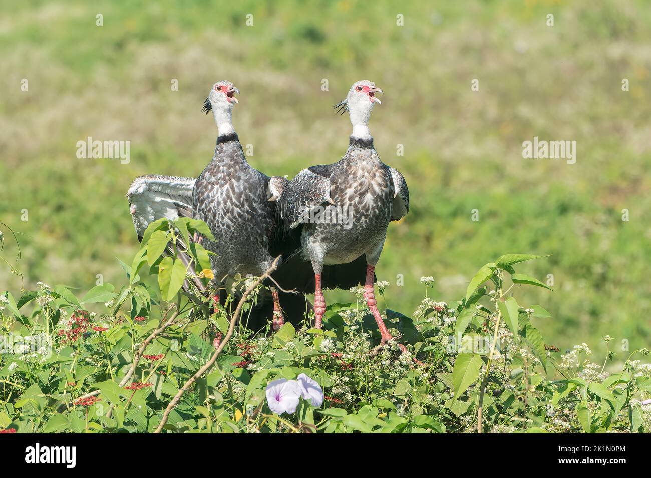 southern screamer or crested screamer, Chauna torquata, pair of birds ...