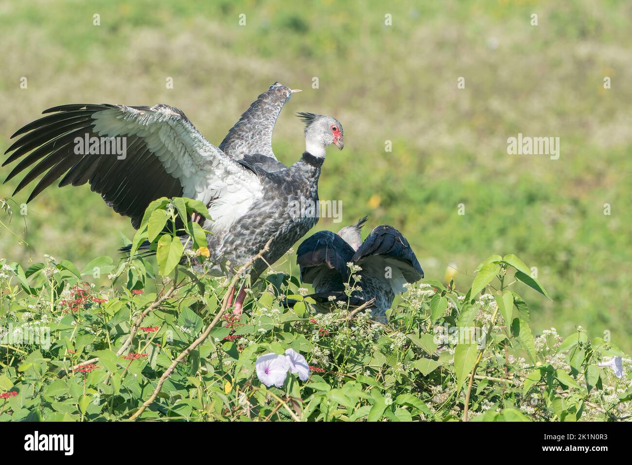 southern screamer or crested screamer, Chauna torquata, pair of birds ...