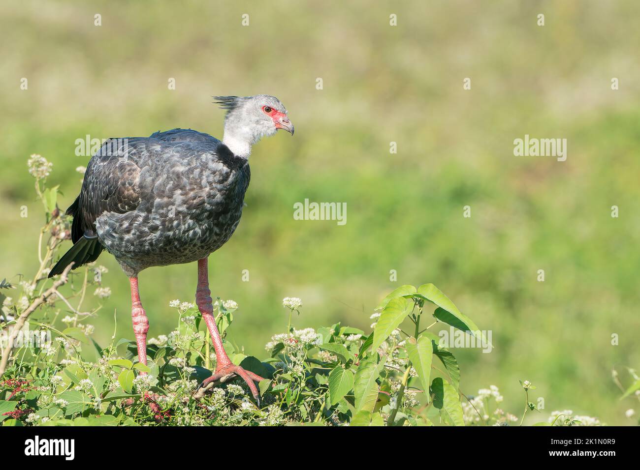 southern screamer or crested screamer, Chauna torquata, single bird ...