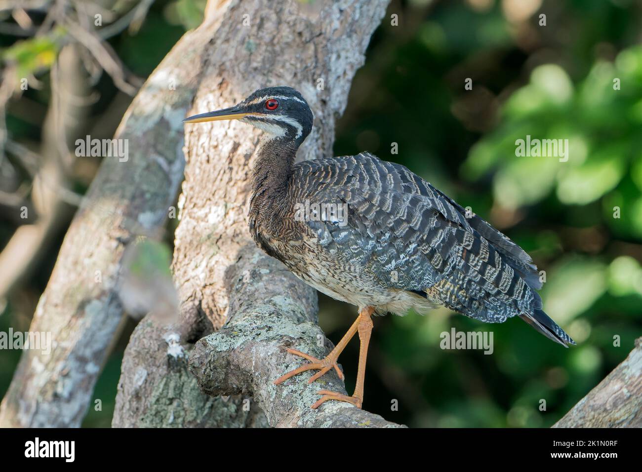 sunbittern or sun bittern, Eurypyga helias, single adult standing on waterside vegetation ...
