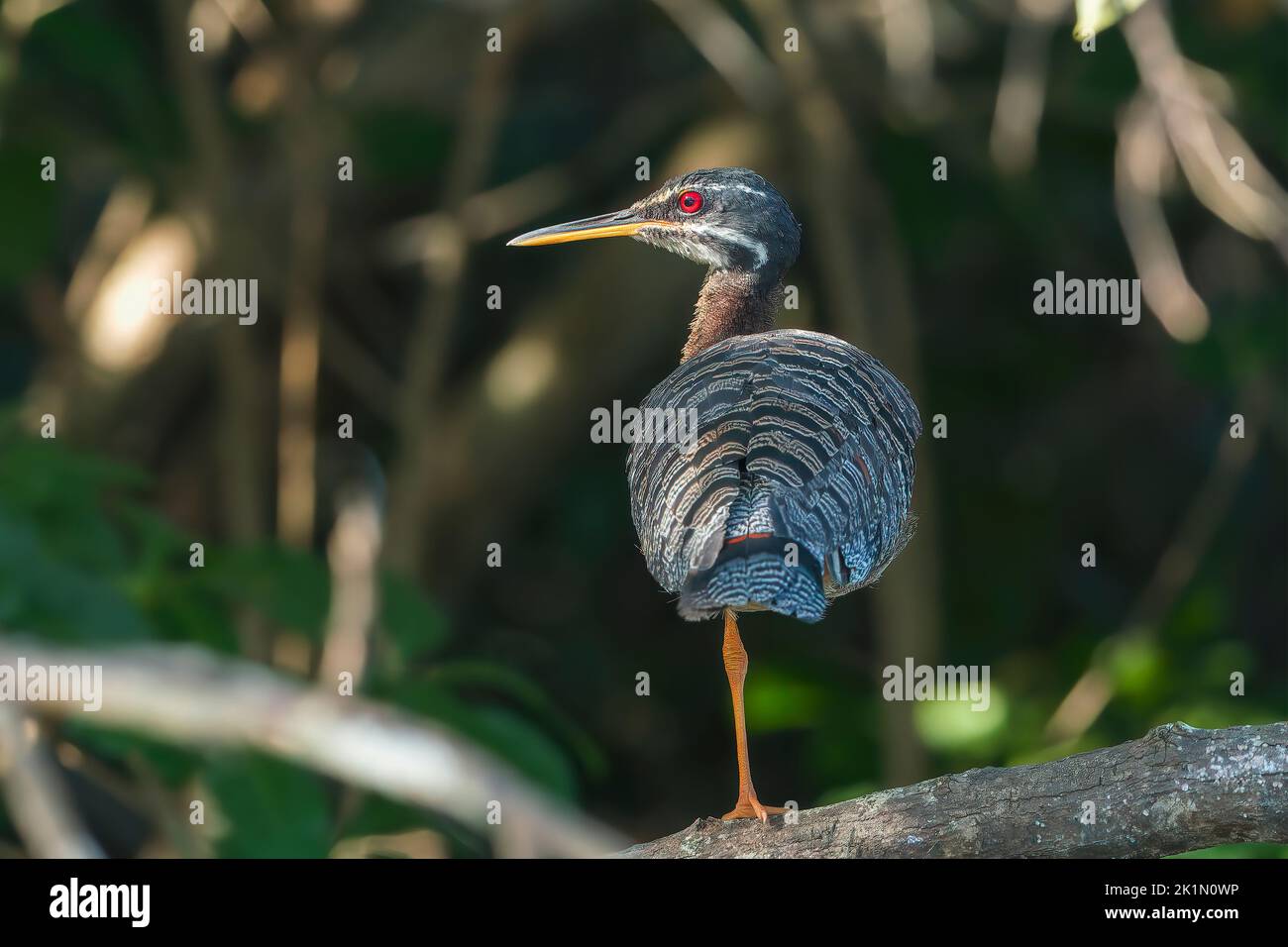 sunbittern or sun bittern, Eurypyga helias, single adult standing on ...