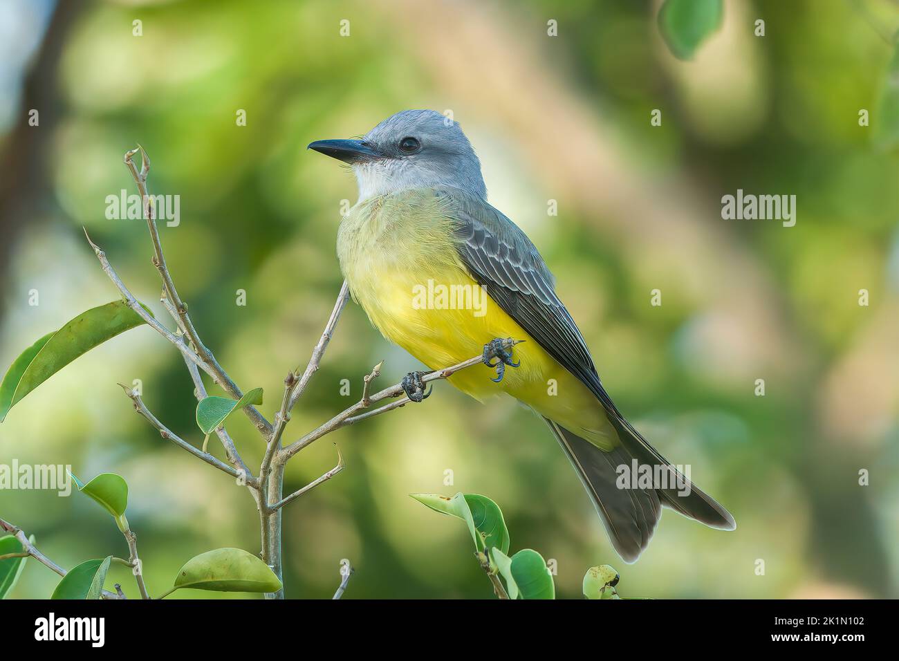 tropical kingbird, Tyrannus melanocholicus, single adult perched in ...