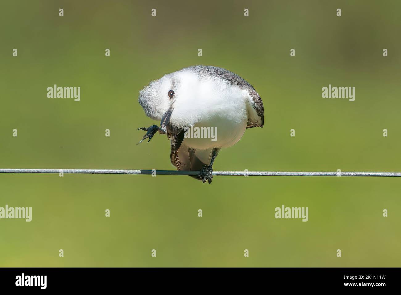 White rumped monjitas hi-res stock photography and images - Alamy