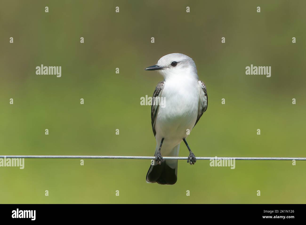 white-rumped monjita, Xolmis velatus, single adult perching on wire ...
