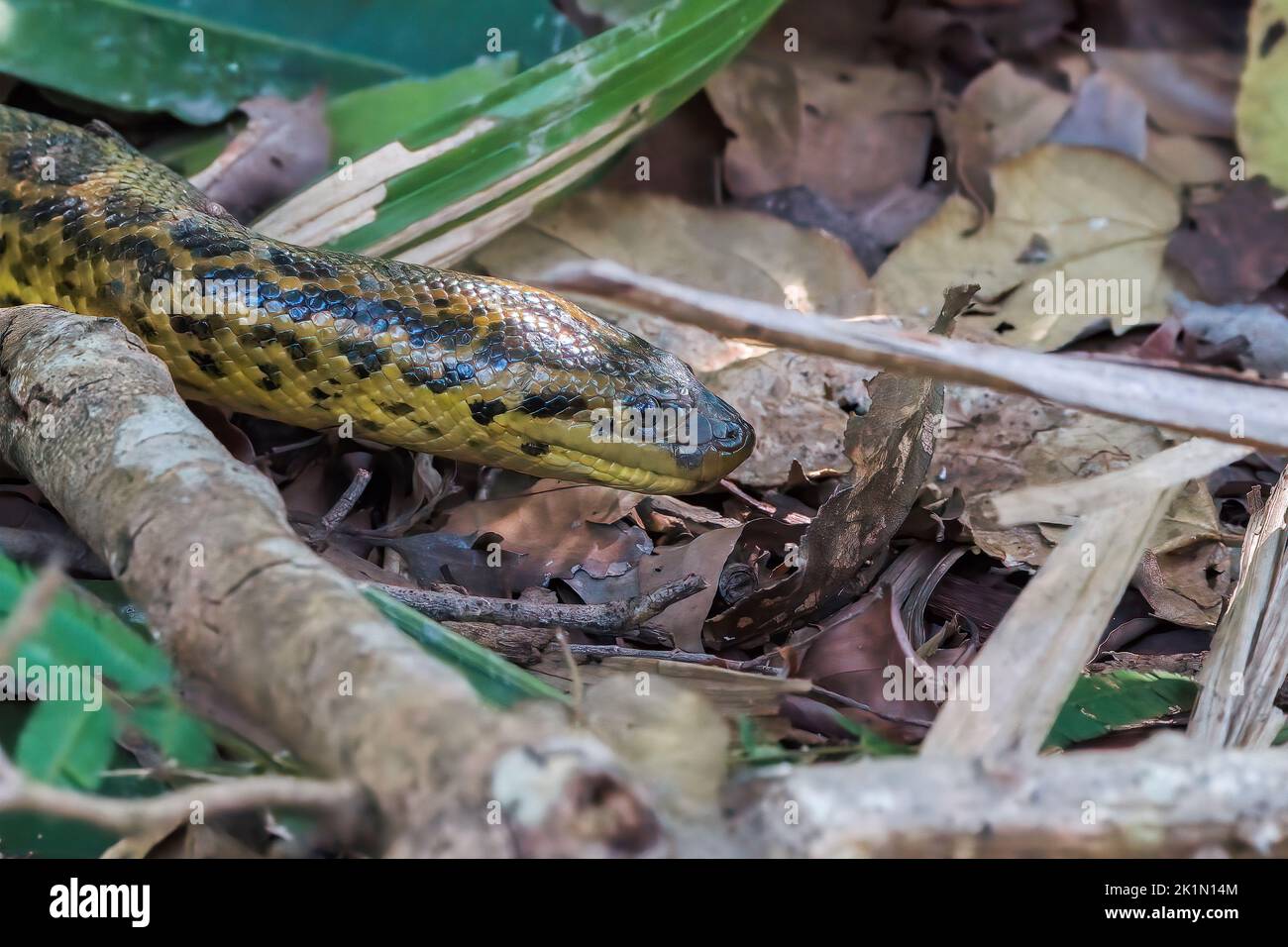yellow anaconda, Eunectes notaeus, single snake moving on leaf litter ...