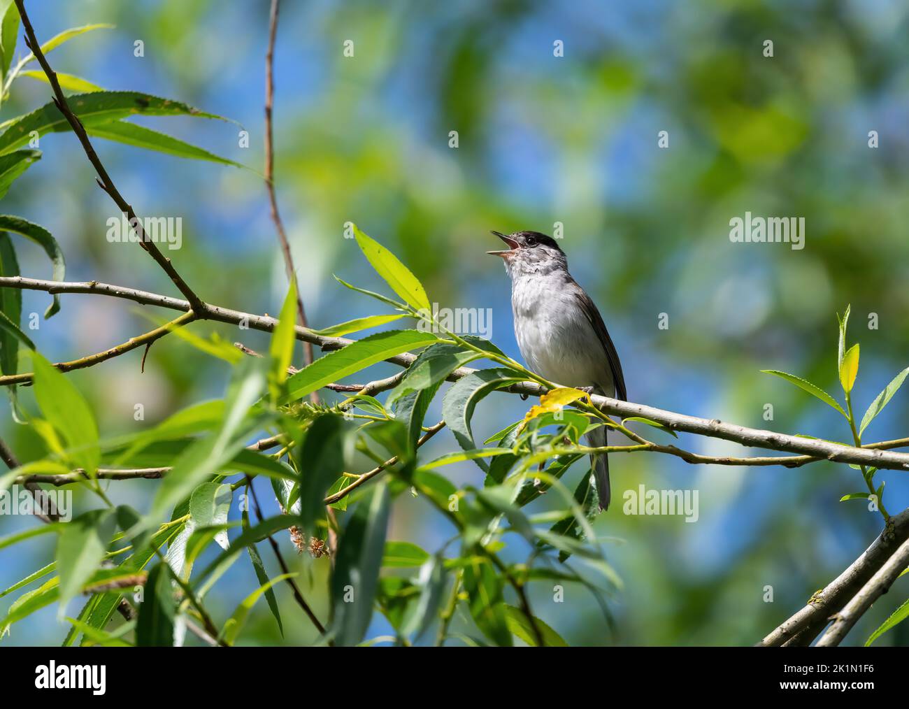 Blackcap, Sylvia Atricapilla, Singing in spring from a tree branch ...