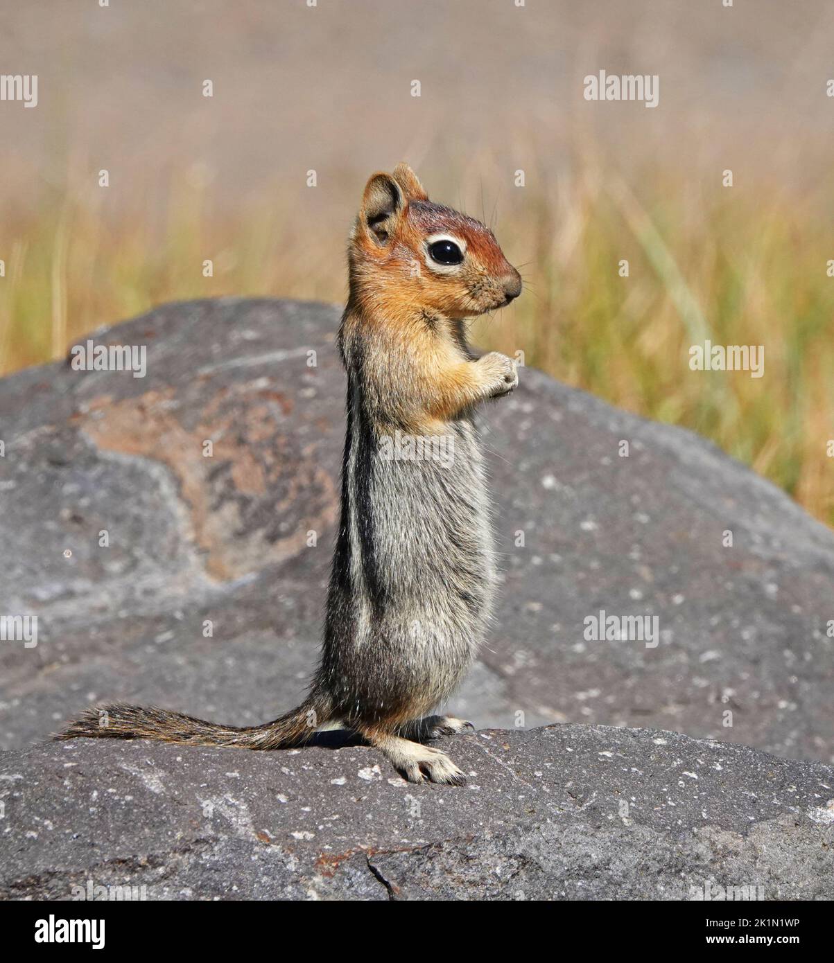Dog squirrel tree hi-res stock photography and images - Alamy