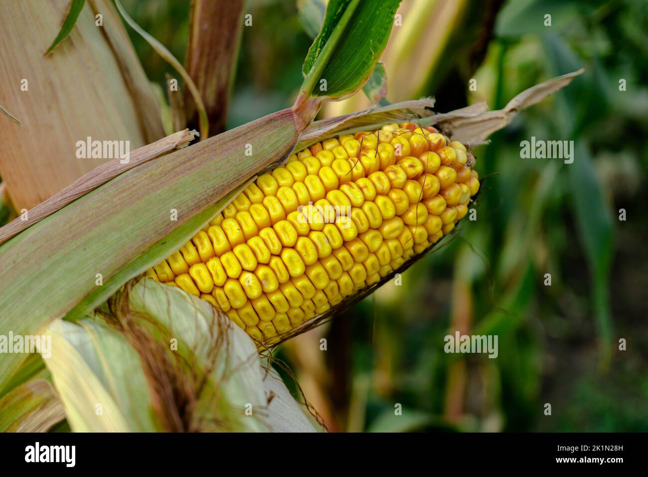 head of corn, half peeled, on the trunk ,of a plant Stock Photo - Alamy