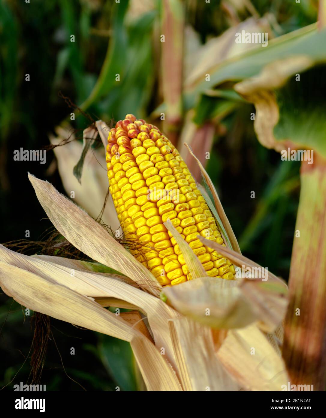 head of corn, half peeled, on the trunk ,of a plant Stock Photo - Alamy