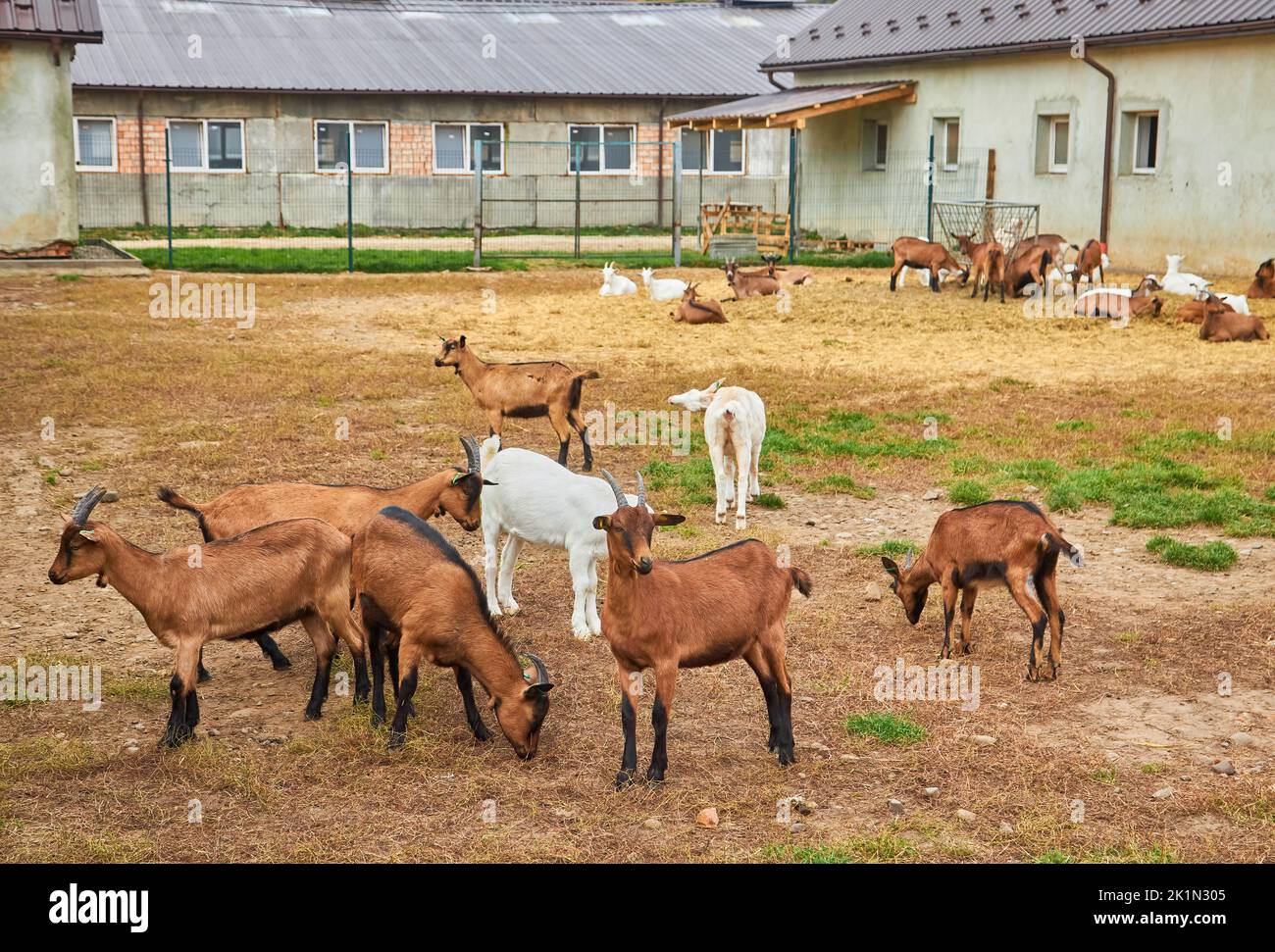 Flock in sheepfold, farm livestock pen of countryside. Brown woolly ...