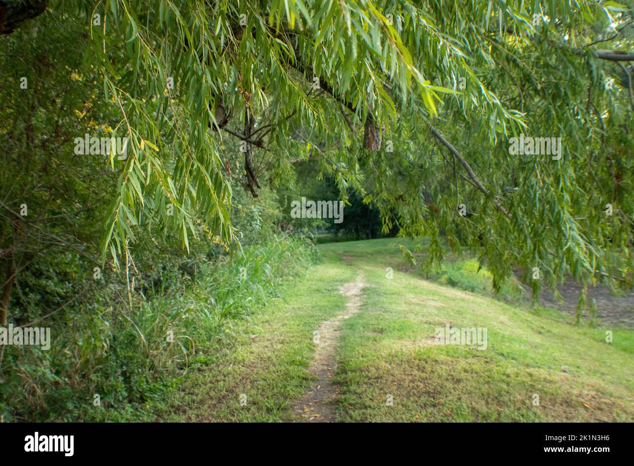 Walking path under tree limbs Stock Photo - Alamy