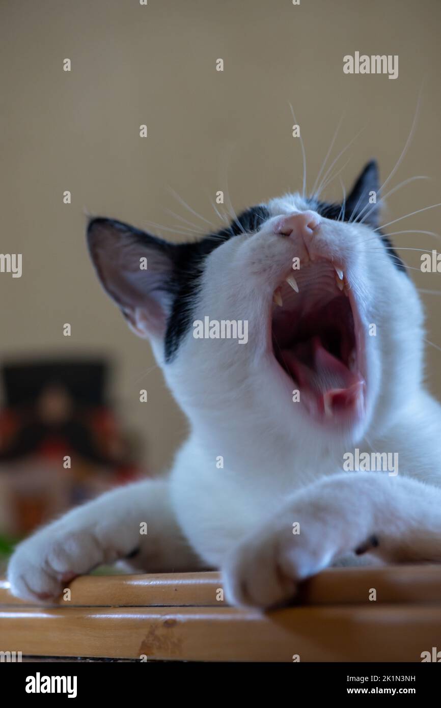 Sitting on threshold hi-res stock photography and images - Alamy