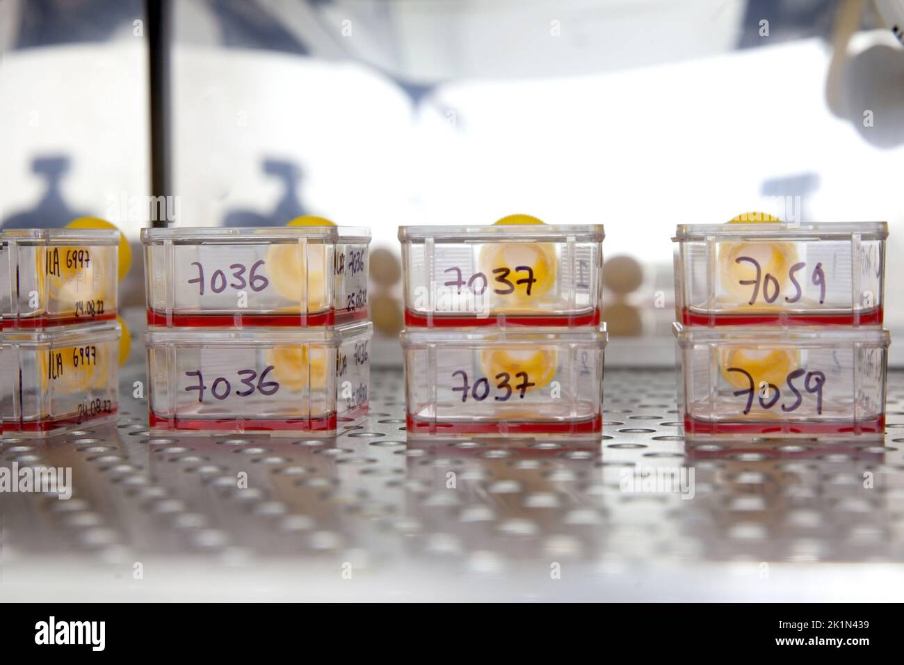 Fluorescence situ hybridization hi-res stock photography and images - Alamy