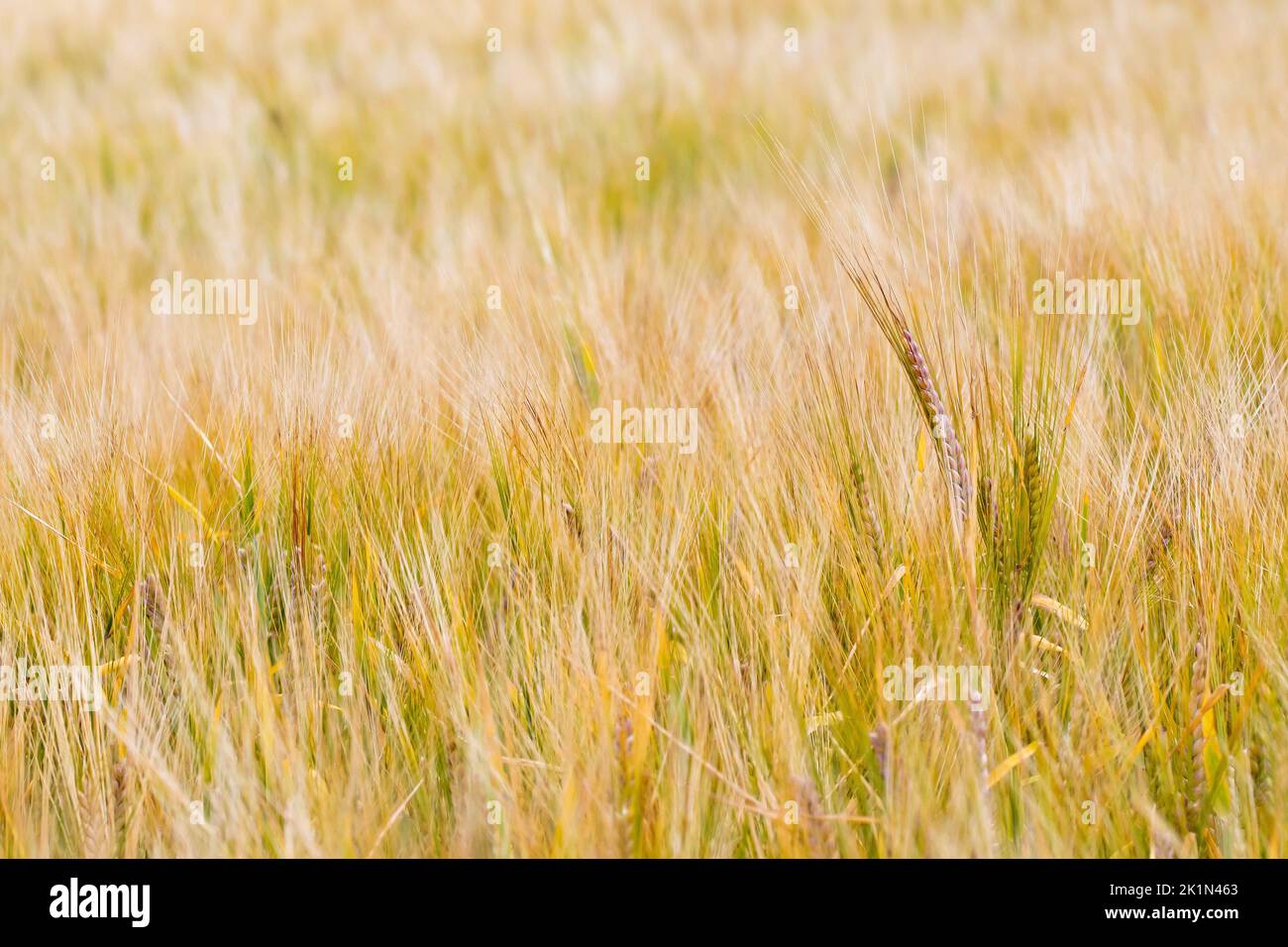 A field of Barley ripening in the summer sun, focusing on a single ear ...