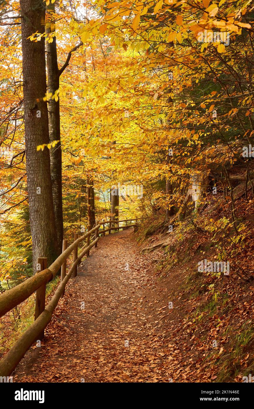A path along the lake in the autumn forest. Forest path to lake shore ...