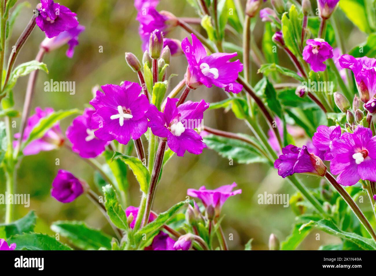 Great Willowherb (epilobium hirsutum), also known as Codlins and Cream ...