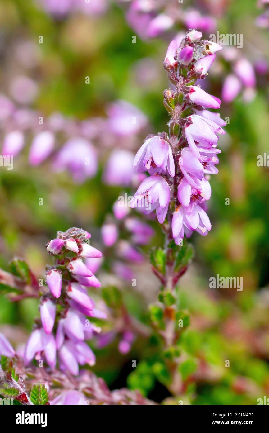 Heather or Ling (calluna vulgaris), close up showing in detail the tiny ...