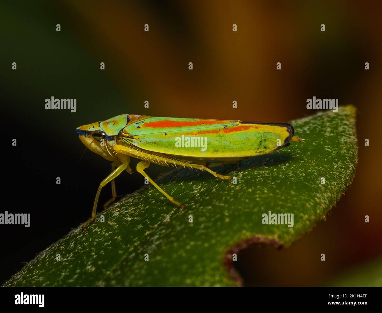 Graphocephala fennahi Rhododendron leafhopper green and orange ...