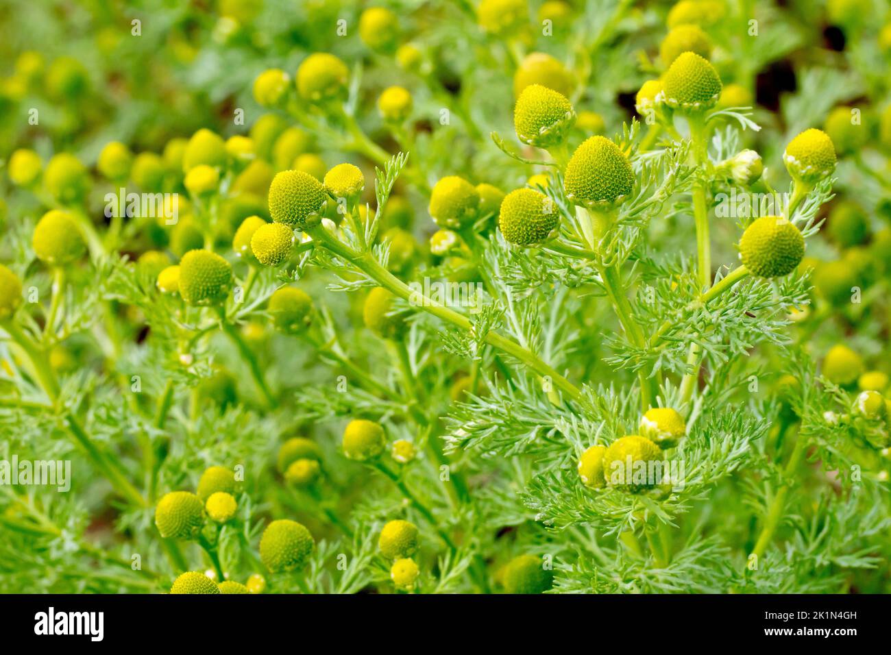 Pineappleweed or Pineapple Mayweed (matricaria matricarioides or ...