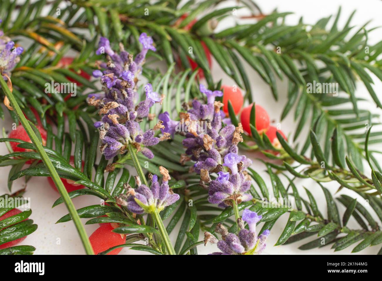 Tisa taxus baccata hi-res stock photography and images - Alamy