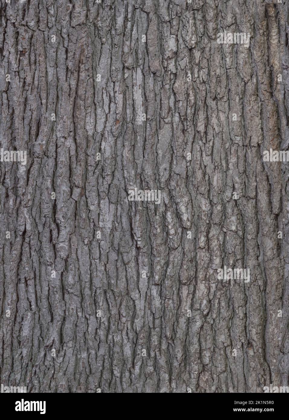 Texture seamless Bark wood, high quality Stock Photo - Alamy