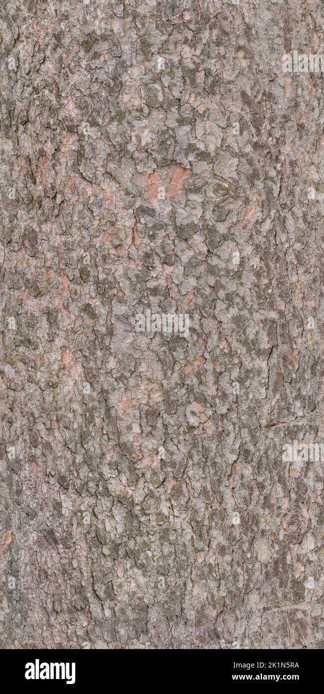 Texture seamless Bark wood, high quality Stock Photo - Alamy