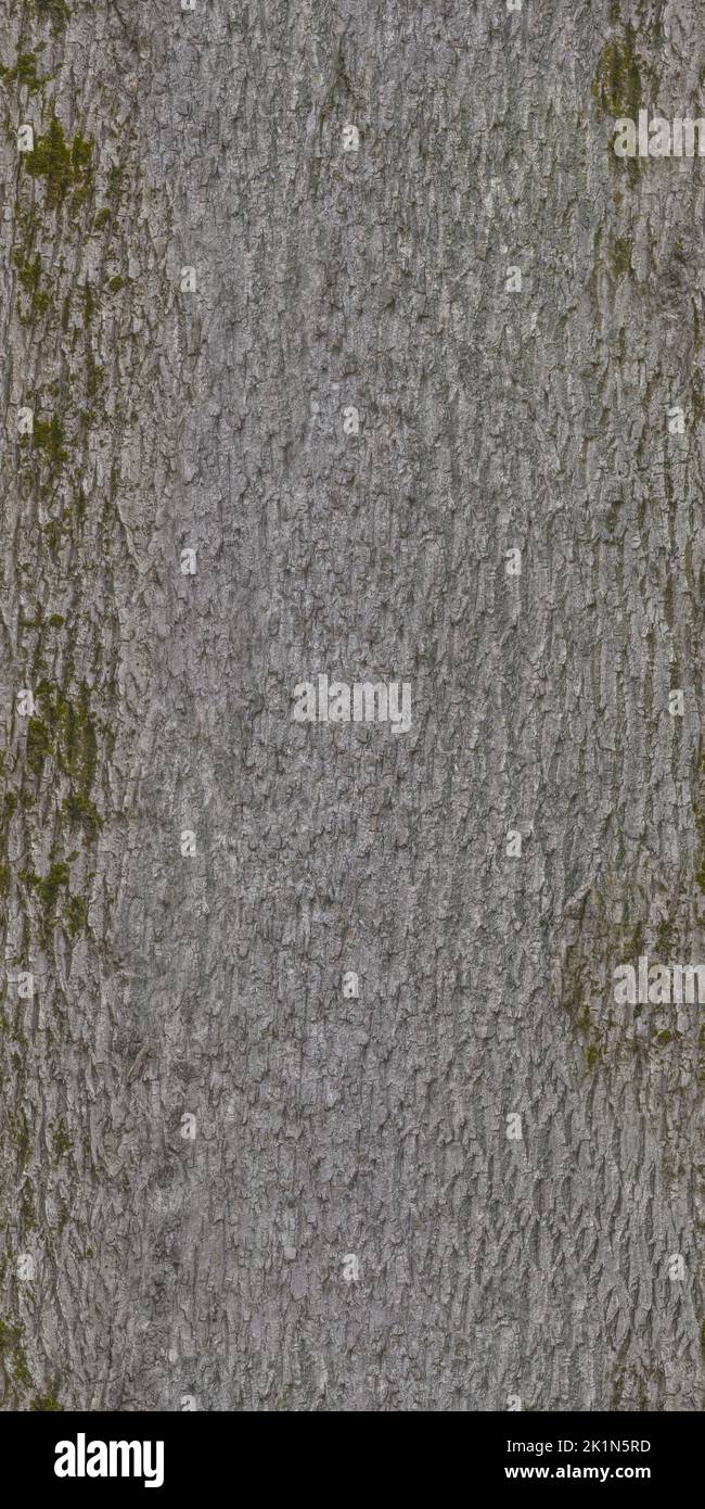 Texture seamless Bark wood, high quality Stock Photo - Alamy