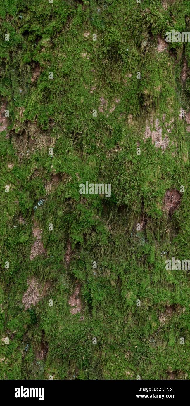 Texture seamless Bark wood, high quality Stock Photo - Alamy