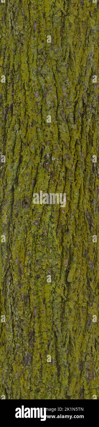 Texture seamless Bark wood, high quality Stock Photo - Alamy