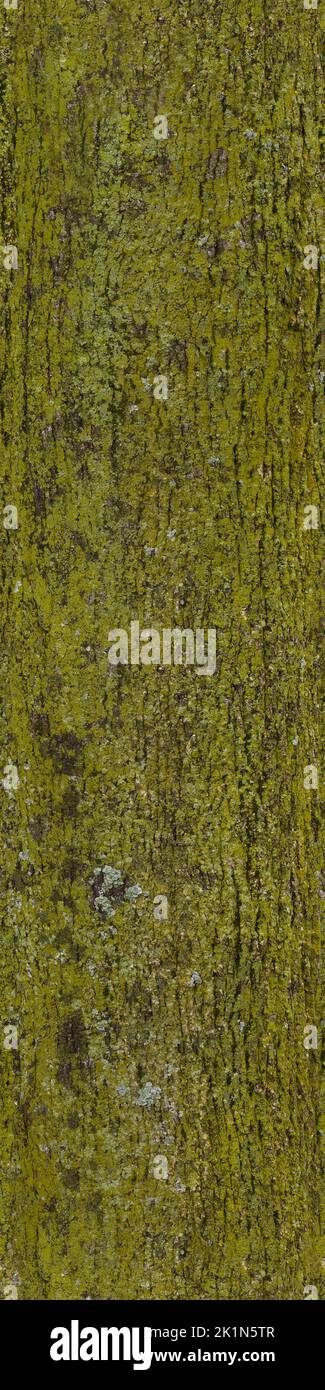 Texture seamless Bark wood, high quality Stock Photo - Alamy