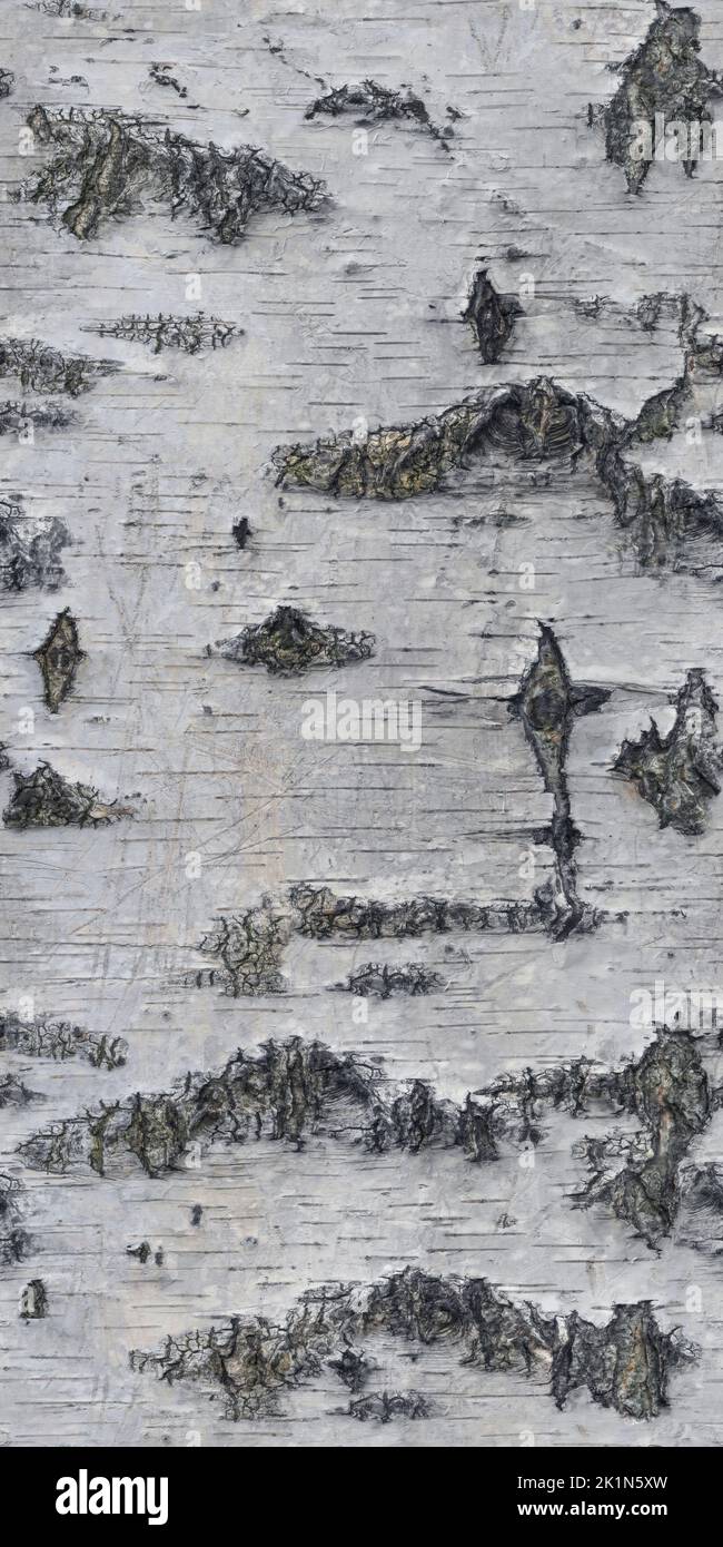 Texture seamless Bark wood, high quality Stock Photo - Alamy