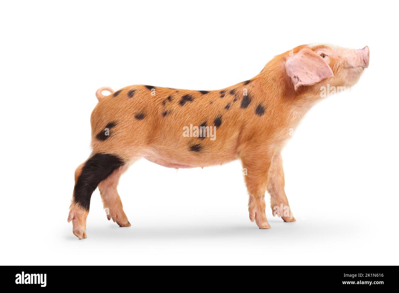 Side shot of a piglet looking up isolated on white background Stock ...