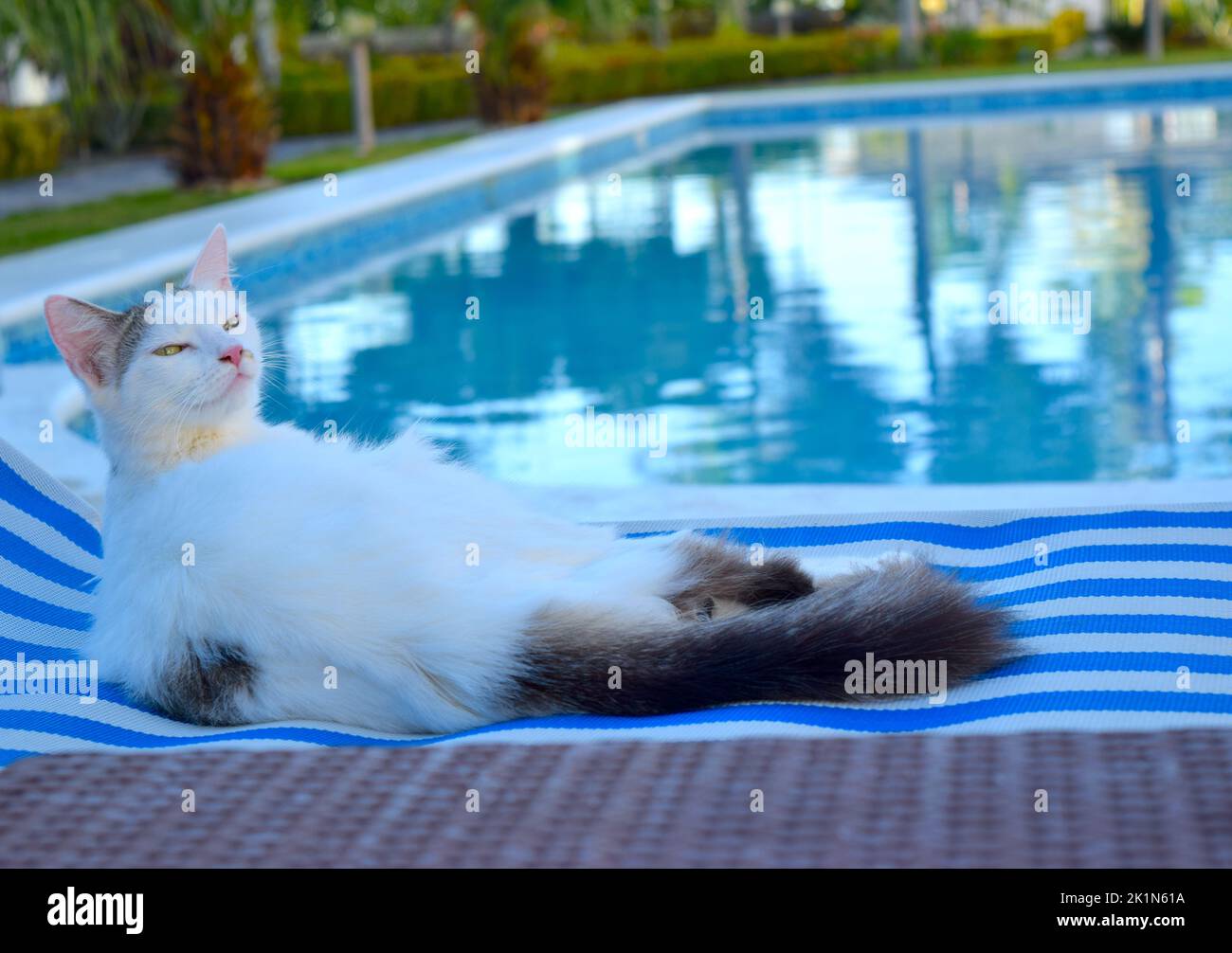 Funny cat with posh look is resting in hotel by the pool Stock Photo ...