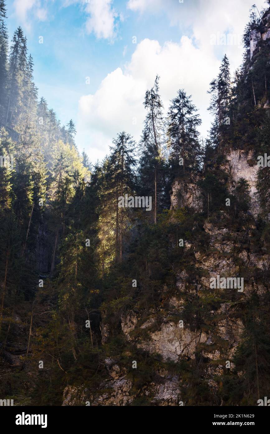 gorge of cetatile ponorului, romania. coniferous trees on the rock ...