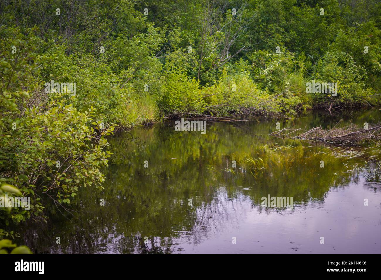 Arrowhead provincial park, Ontario, Canada - Trees and foliage reflection from the water of a ...