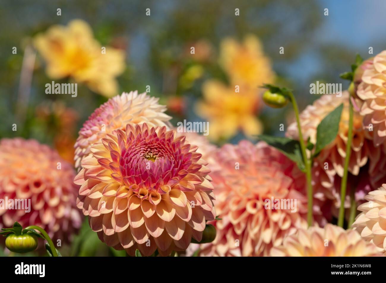 Dahlia barbary jester hi-res stock photography and images - Alamy
