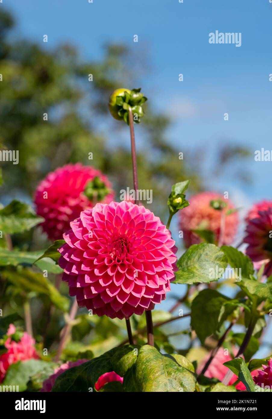 Stunning dark pink dahlia flowers by ame Polventon Kristobel ...