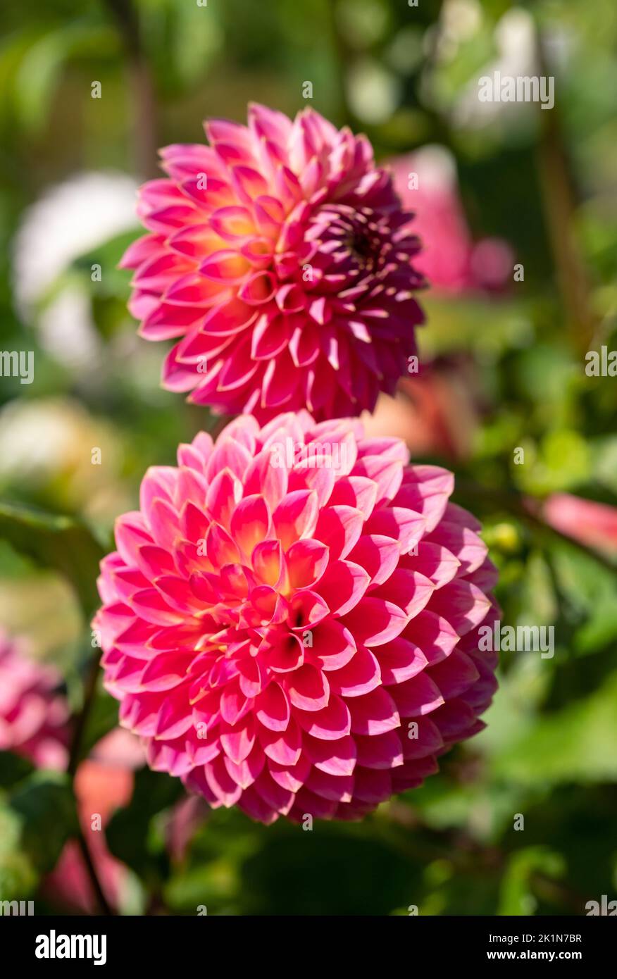 Stunning dark pink dahlia flowers by ame Polventon Kristobel ...