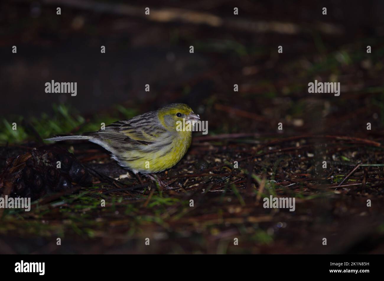 Atlantic canary Serinus canaria. Male eating on the forest floor. The ...