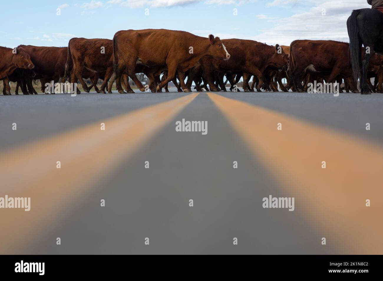 Cattle crossing hi-res stock photography and images - Alamy