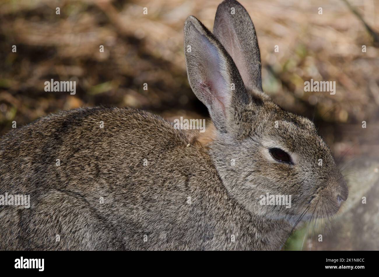 European rabbit Oryctolagus cuniculus. The Nublo Rural Park. Tejeda ...