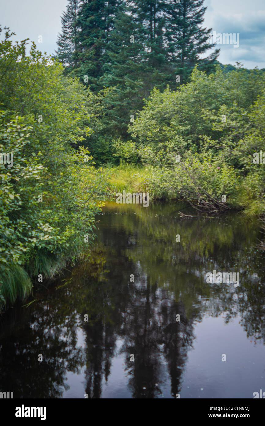 Arrowhead provincial park, Ontario, Canada - Trees and foliage reflection from the water of a ...