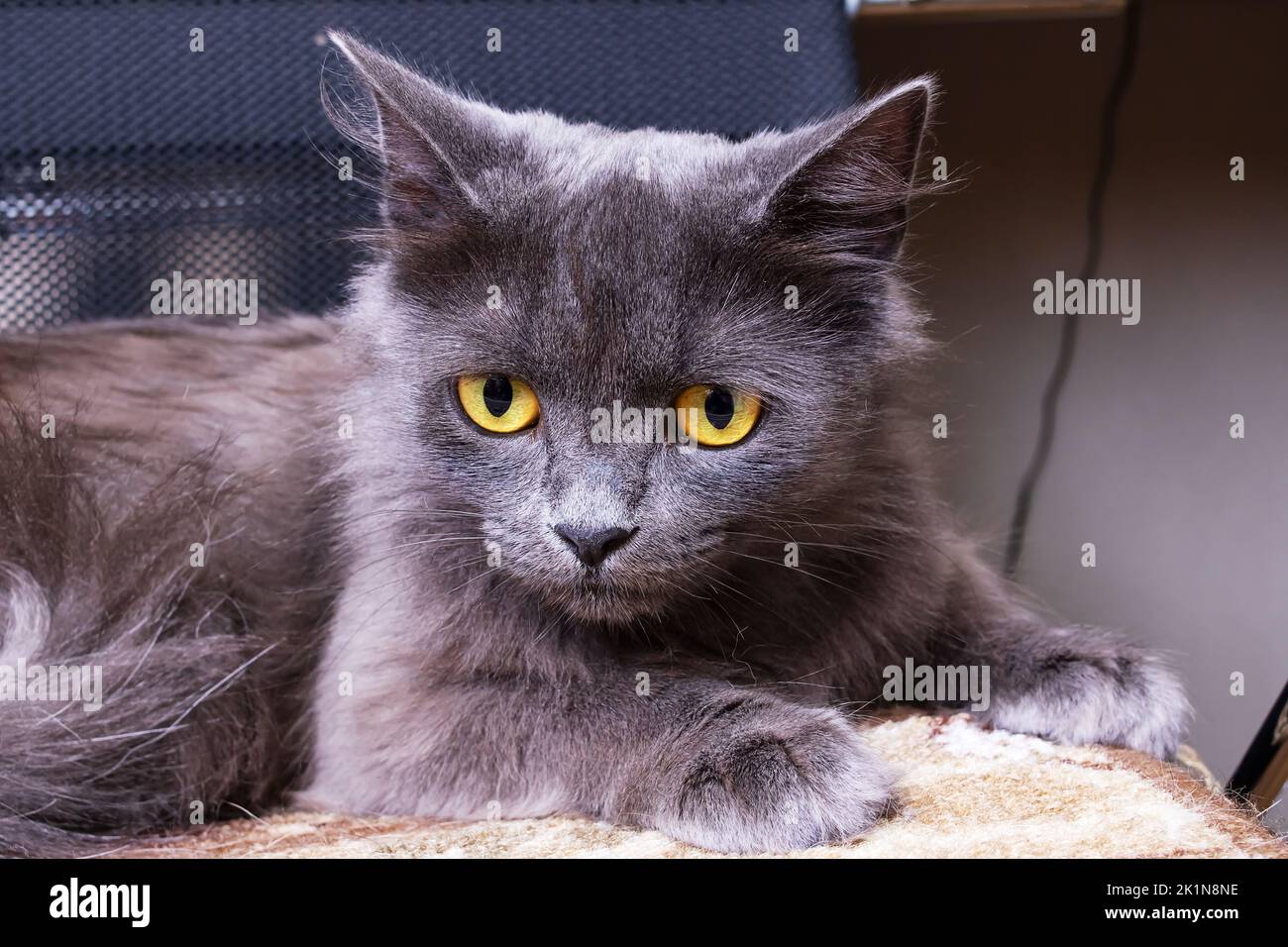 English short grey cat hi-res stock photography and images - Alamy