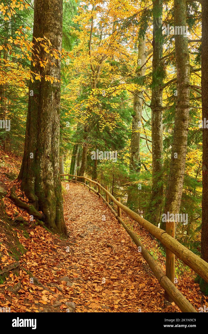 A path along the lake in the autumn forest. Forest path to lake shore ...