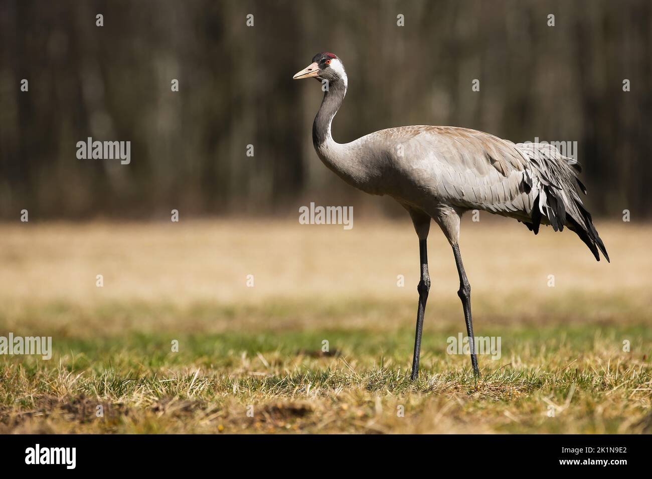 Common crane walking on dry grassland in autumn from side Stock Photo ...