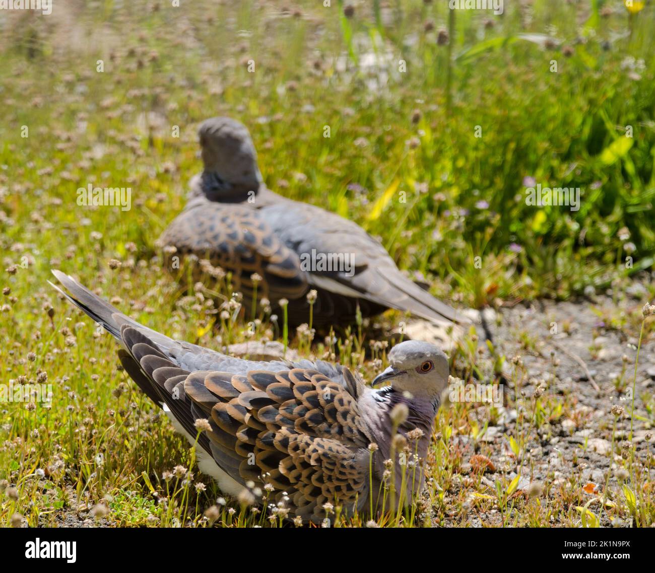 European turtle doves Streptopelia turtur sunbathing. Integral Natural ...