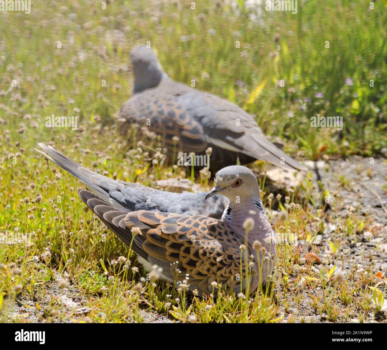 European turtle doves Streptopelia turtur sunbathing. Integral Natural ...