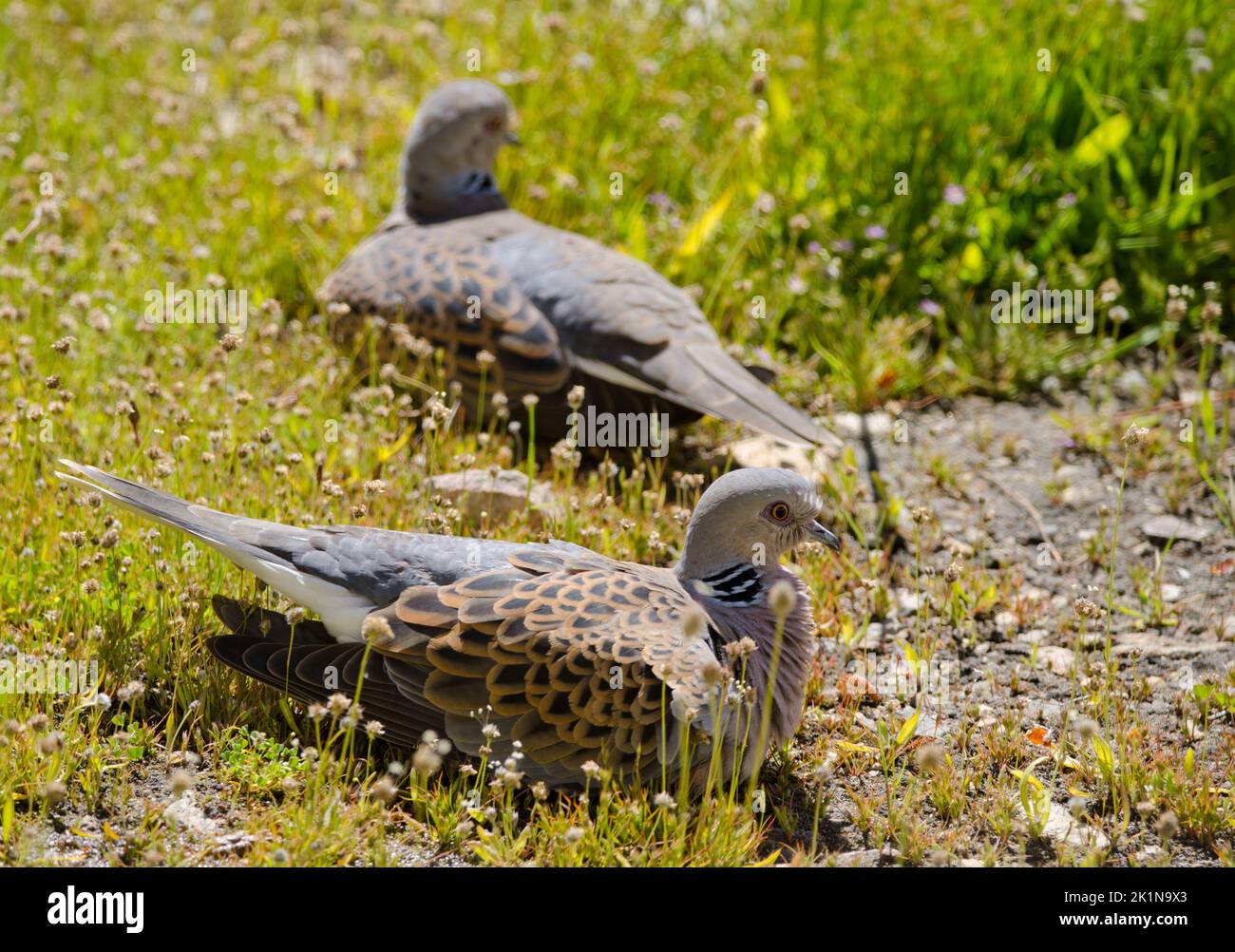 European turtle doves Streptopelia turtur sunbathing. Integral Natural ...