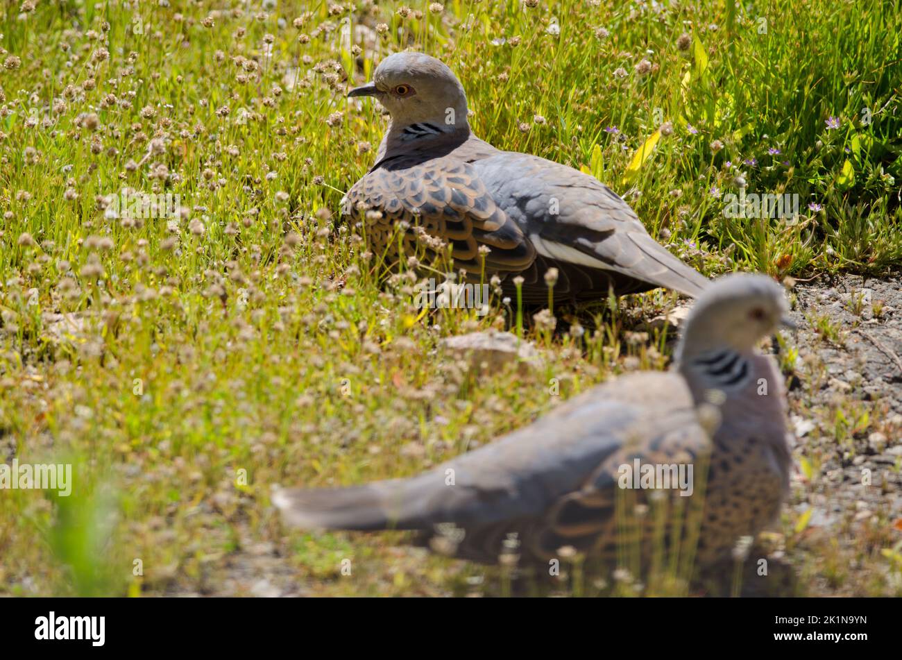 European turtle doves Streptopelia turtur sunbathing. Integral Natural ...